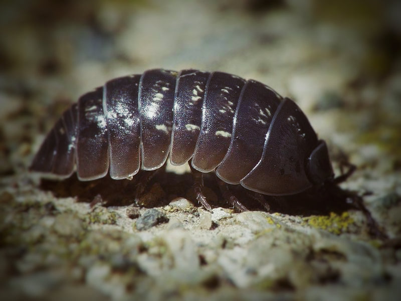 Oniscidae AKA Rollie Pollies, a true team player in Organic Gardening ...