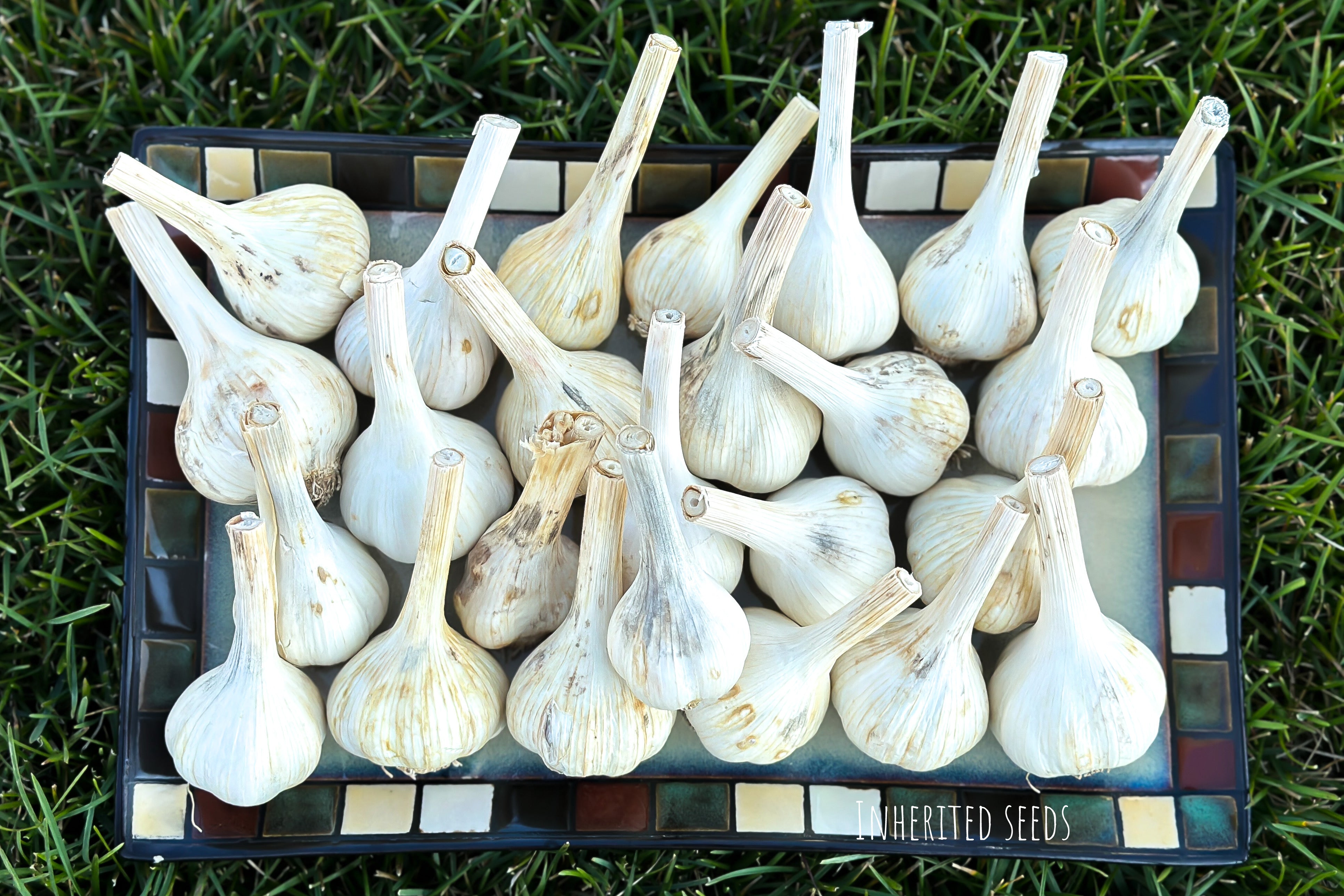 German Extra Hardy / Northern White Hardneck Garlic – Inherited Seeds