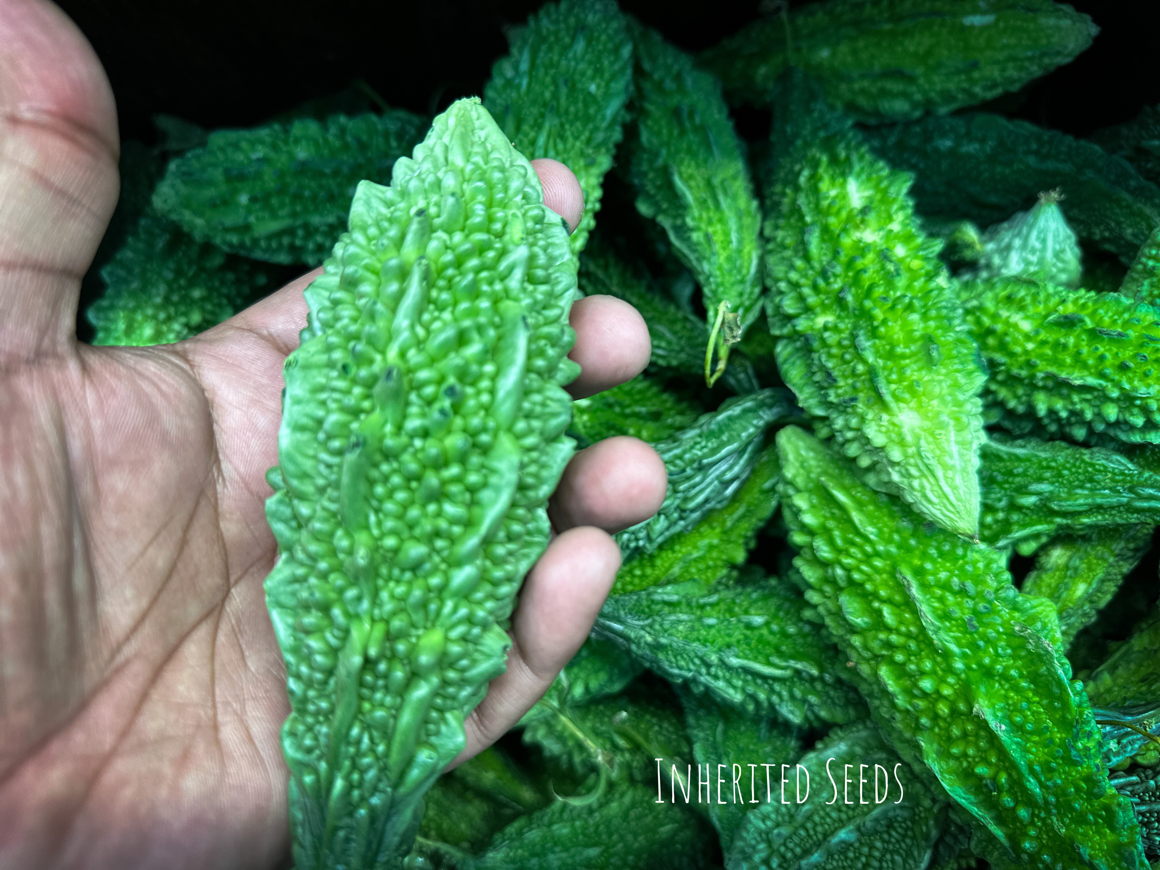 Indian Bitter Gourd Seeds (Karela) – Heirloom Bitter Melon, Momordica ...