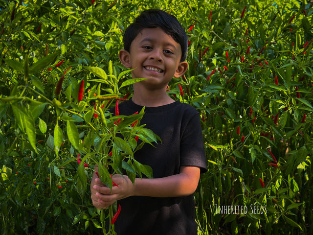 Chilli Jwala-Authentic Indian Hot Pepper – Inherited Seeds