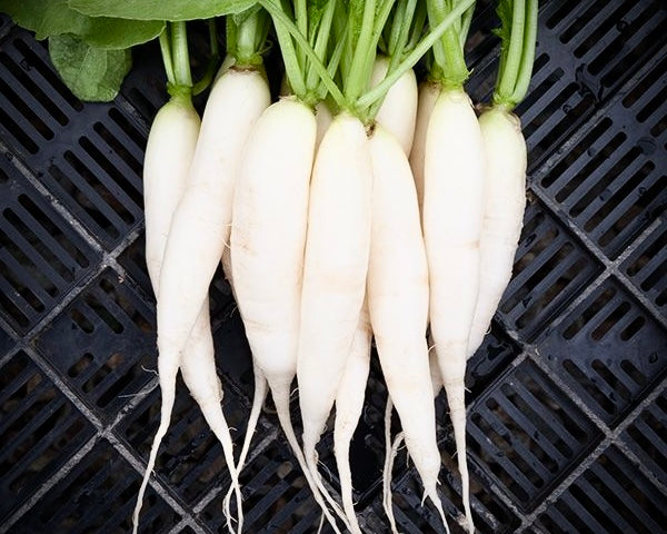 Radish Icicle - Indian Mooli / Indian Radish – Inherited Seeds