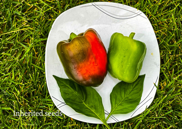 Bell Pepper Keystone Giant Red – Inherited Seeds