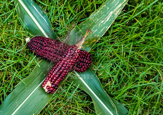 Corn Dent Bloody Butcher - Extremely Rare – Inherited Seeds