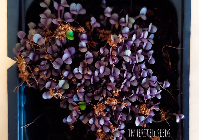 Basil Red Rubin – Inherited Seeds