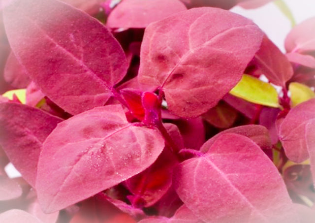 Orach Red Fire – Inherited Seeds